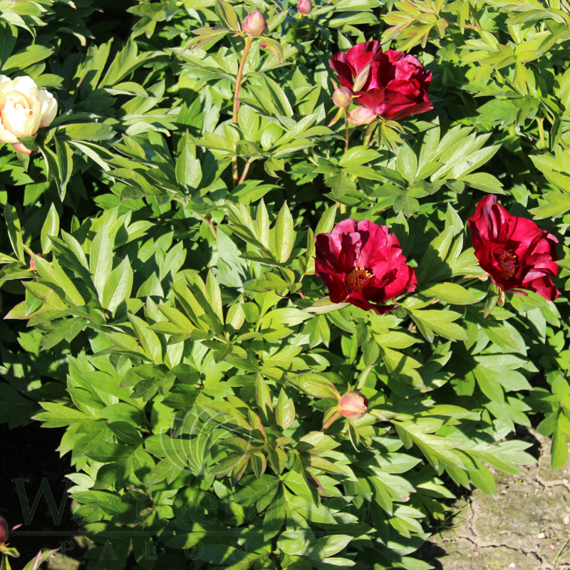 Unable to fetch data.